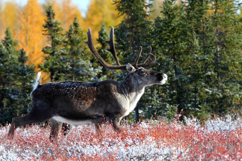 Caribou Hunting | Webber’s Lodges