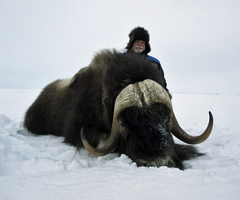 How to field judge a Musk Ox