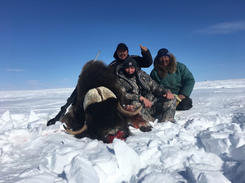 Musk Ox hunting dreams come true quickly